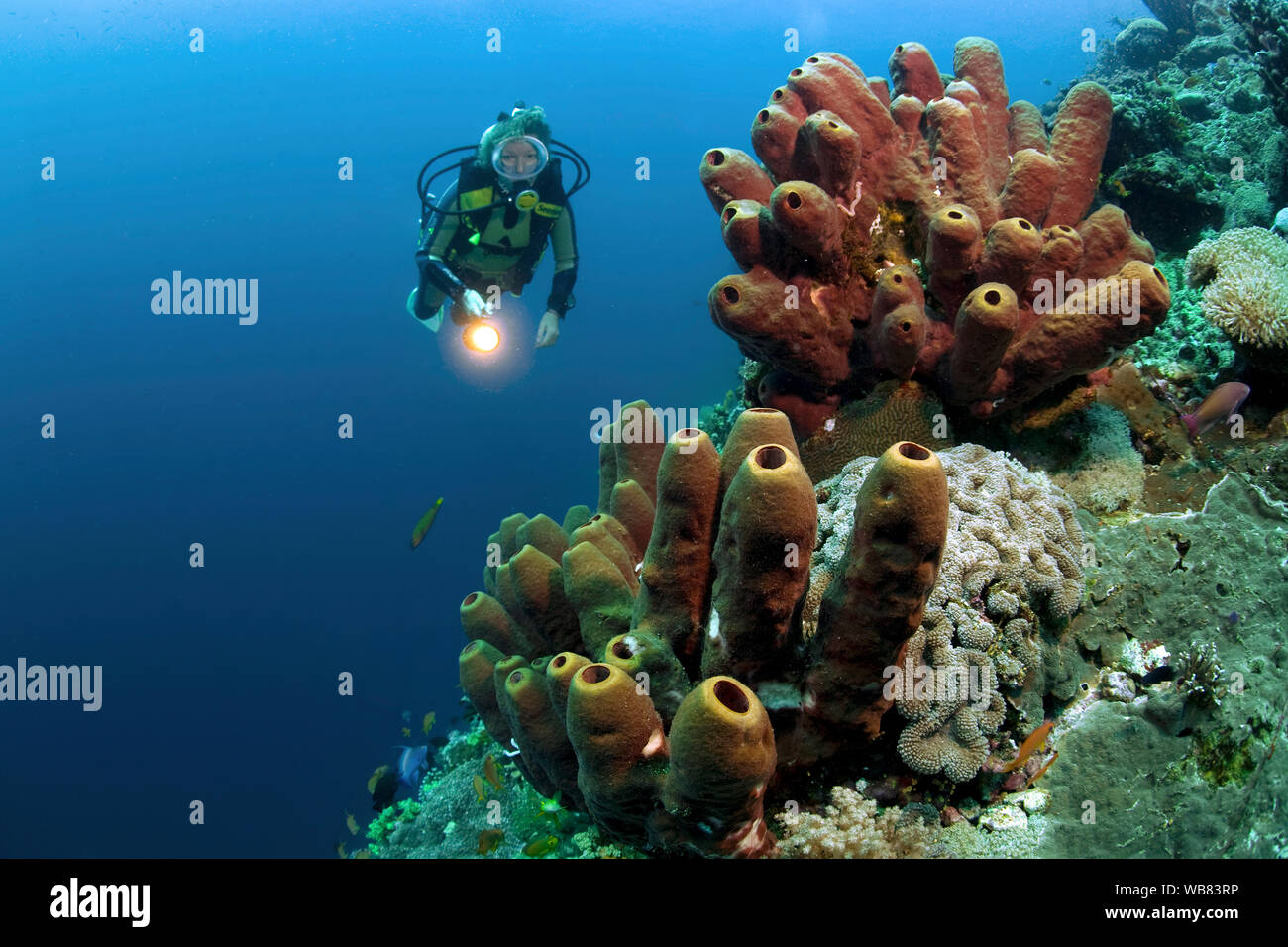 Scuba diver at Cigar-shaped tube sponges (Theonella swinhoei), Pescador ...