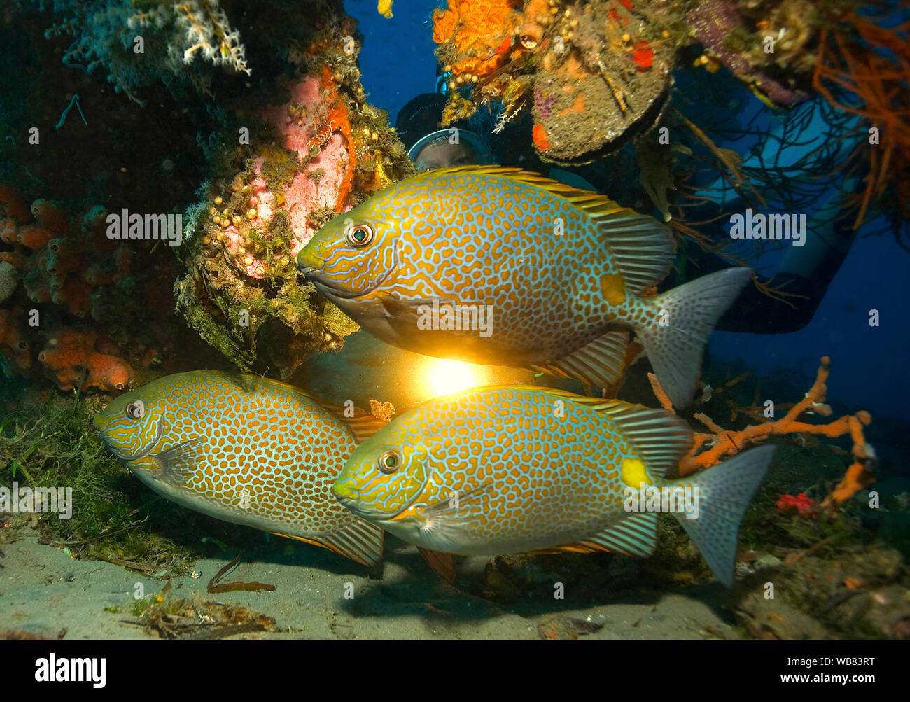 Orange-spotted spinefoot or Gold-saddle rabbitfish (Siganus guttatus ...
