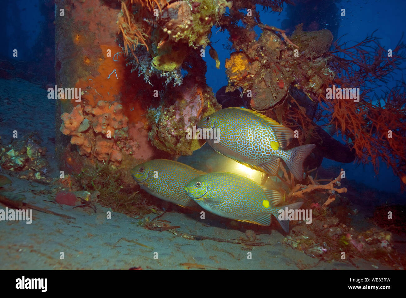 Gold saddle rabbitfishes hi-res stock photography and images - Alamy
