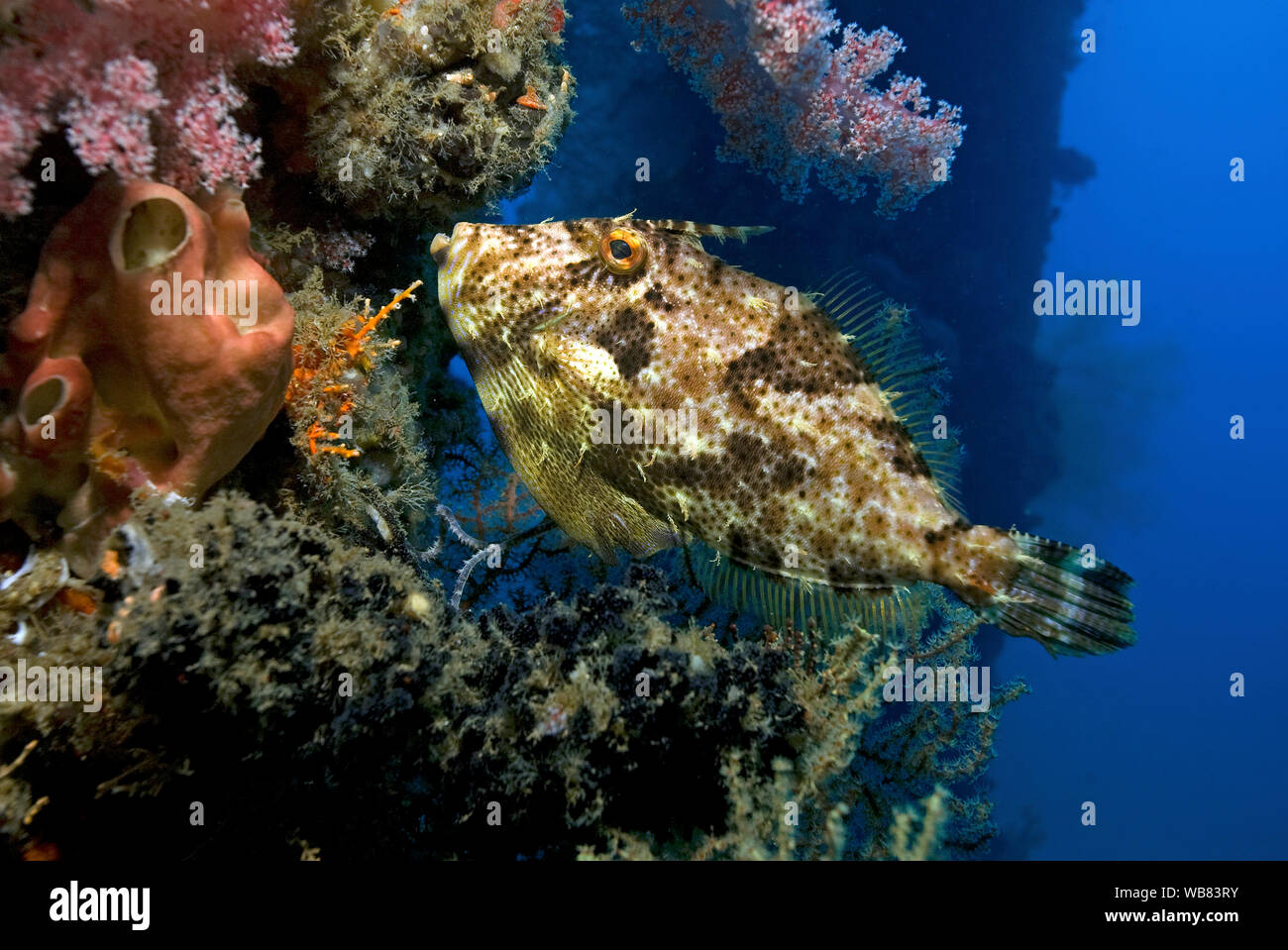 Filefish High Resolution Stock Photography and Images - Alamy