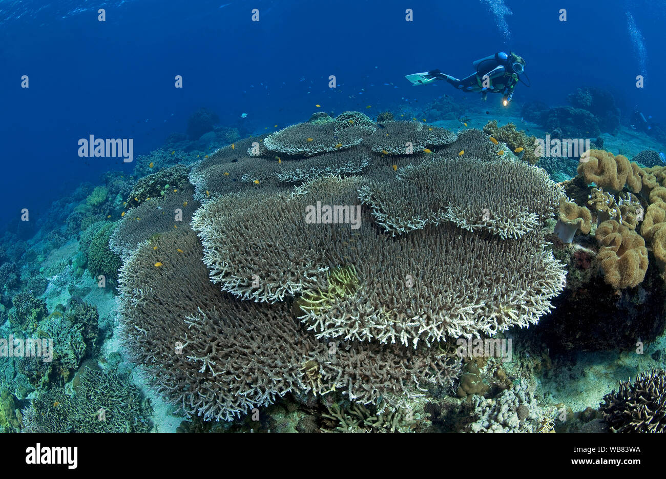 Scuba diver in a coral reef with dominating Acropora table corals ...