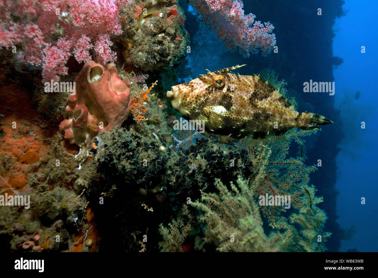 Bristle tail filefish (Acreichthys tomentosus) at Ducomi Pier ...
