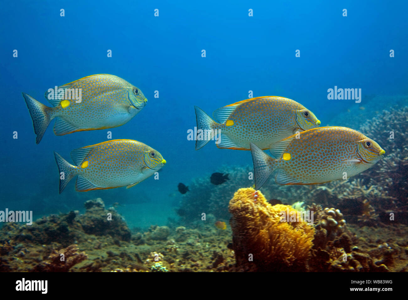 Kaninchenfisch hi-res stock photography and images - Alamy