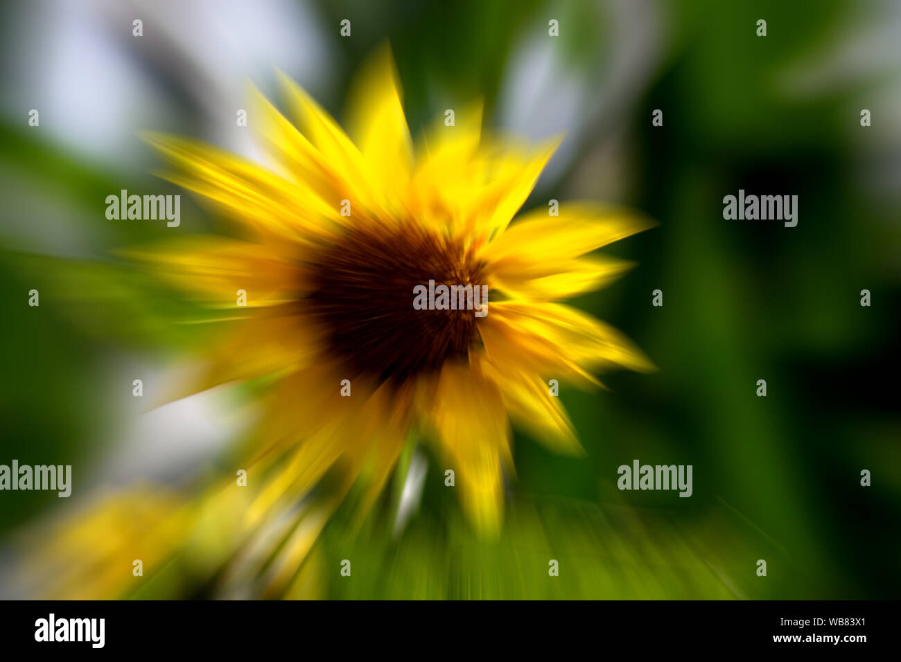 Flora sun hi-res stock photography and images - Alamy