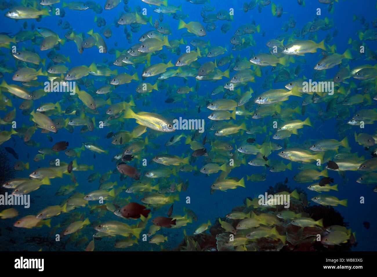 Bigeye snapper (Lutjanus lutjanus), schooling, Negros, Visayas ...