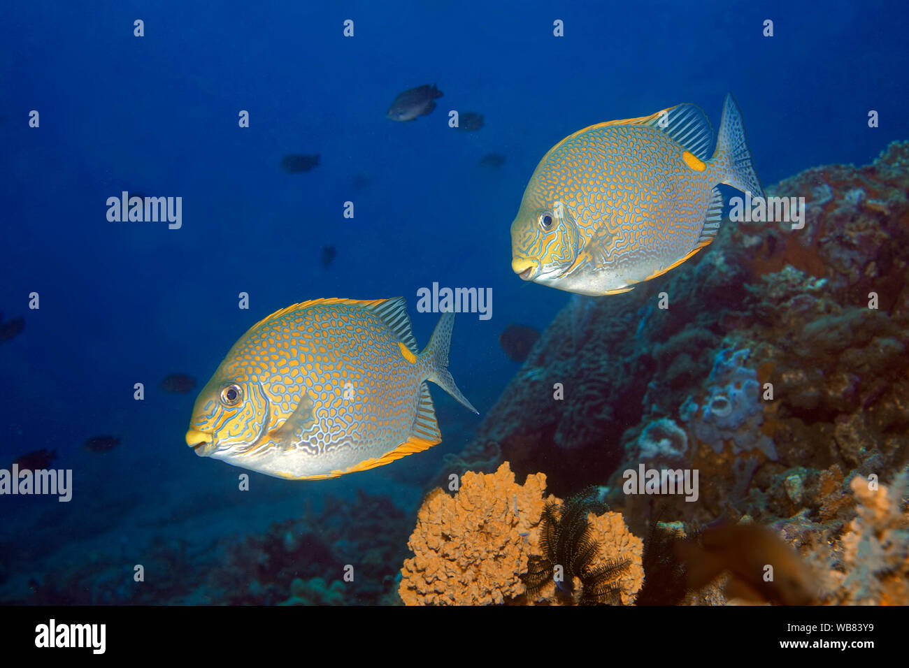 Orange-spotted spinefoot or Gold-saddle rabbitfish (Siganus guttatus ...