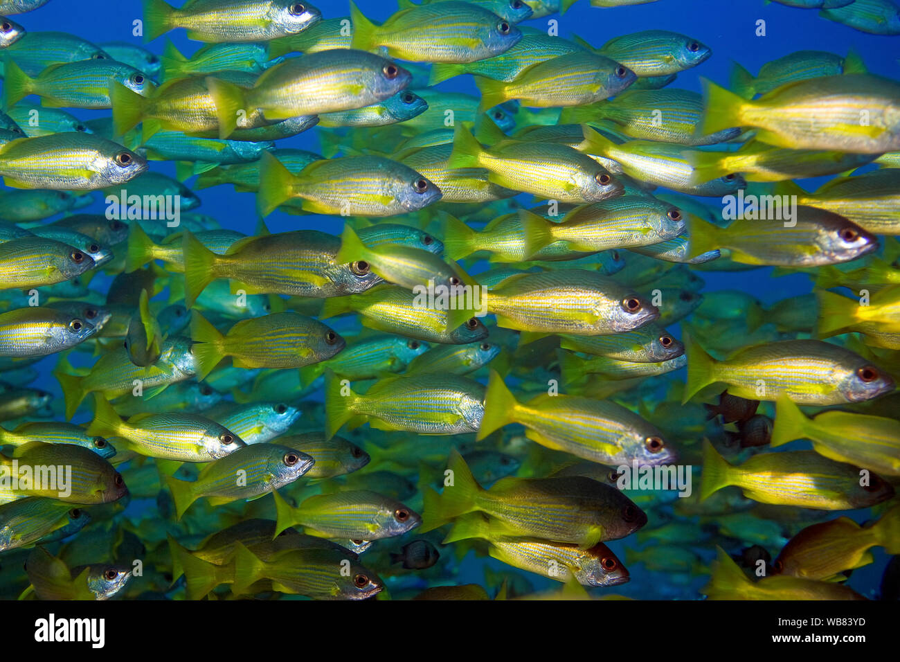 Bigeye snapper (Lutjanus lutjanus), schooling, Negros, Visayas ...