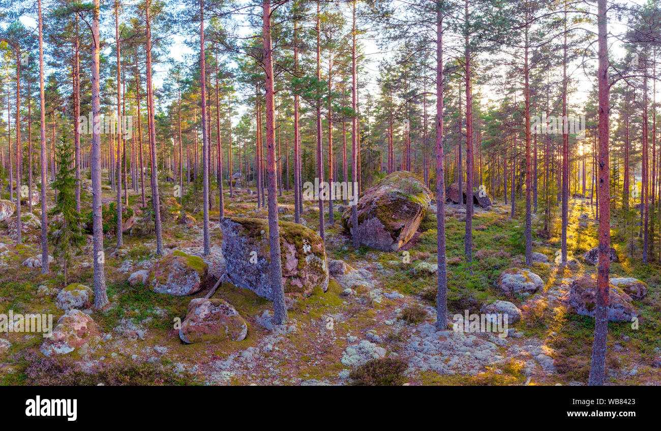 Evergreen forest with some large rocks Stock Photo - Alamy