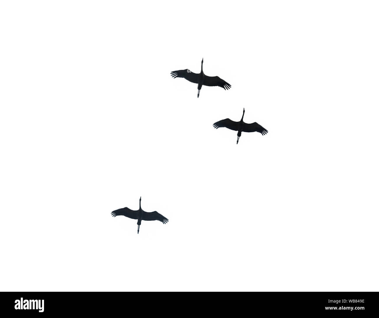 Cranes Soaring Cut Out Stock Images And Pictures Alamy