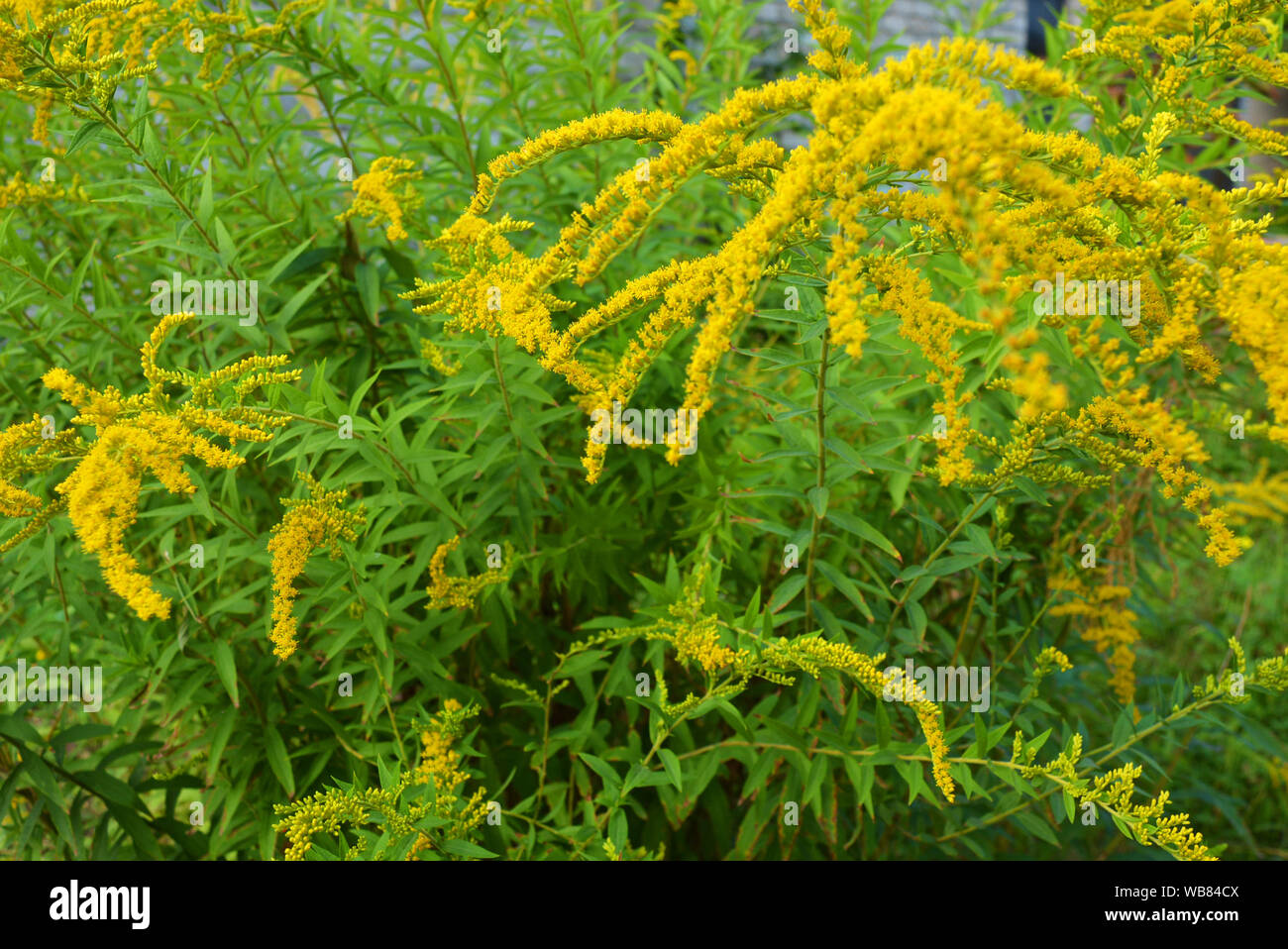 Bright shrubs with yellow flowers, a giant golden rod with interesting ...