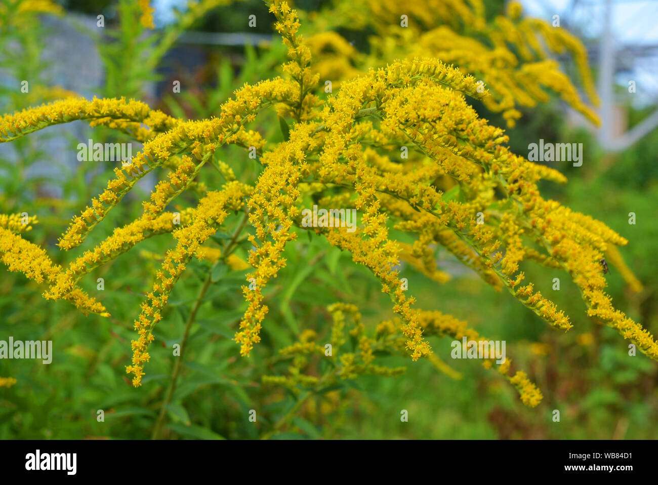 Bright shrubs with yellow flowers, a giant golden rod with interesting ...
