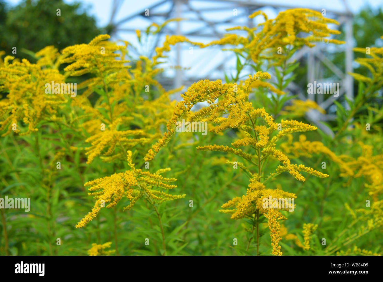 Bright shrubs with yellow flowers, a giant golden rod with interesting ...