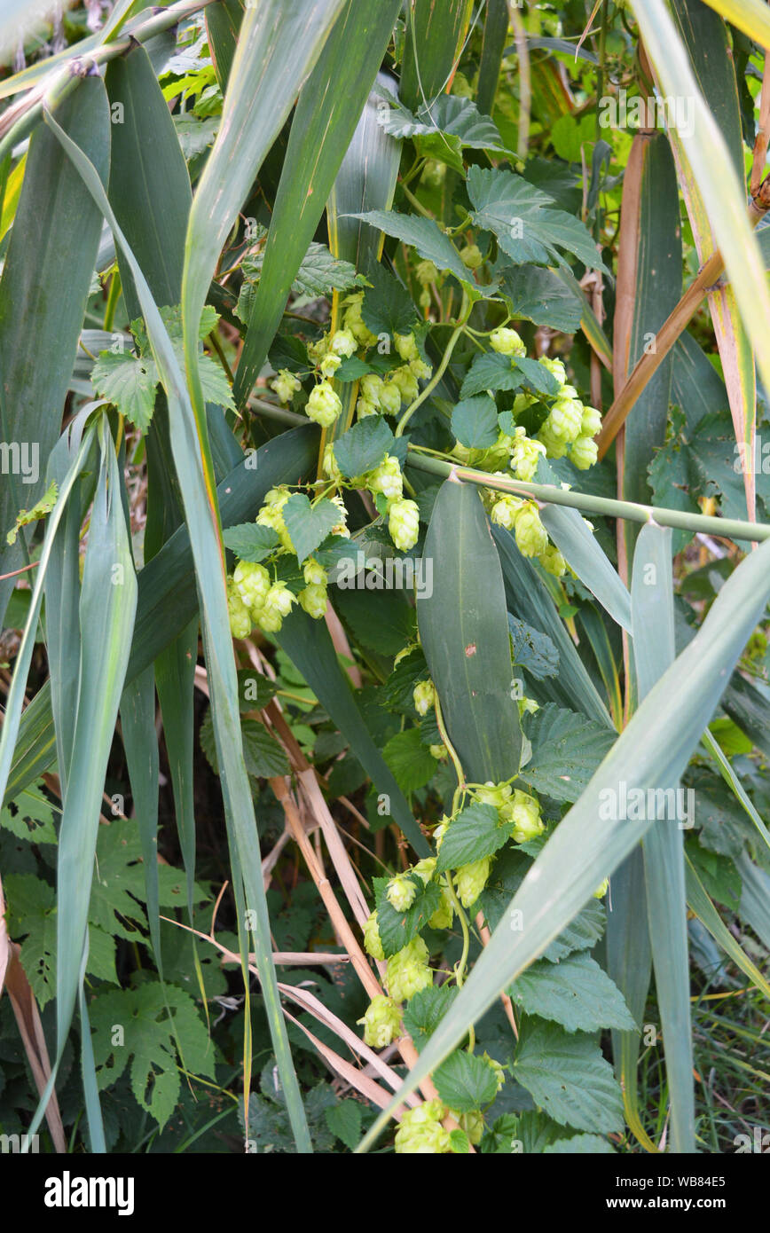 Beautiful and vibrant green hop leaves with ripe flowers and a vine ...