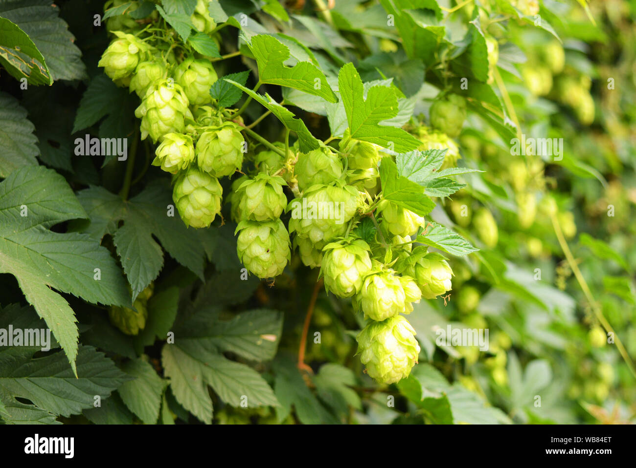 Beautiful and vibrant green hop leaves with ripe flowers and a vine ...