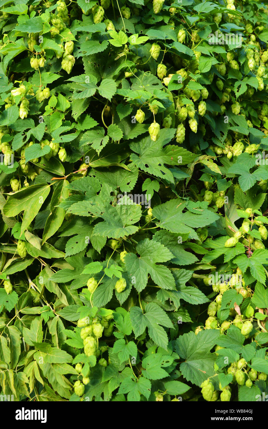 Beautiful and vibrant green hop leaves with ripe flowers and a vine ...