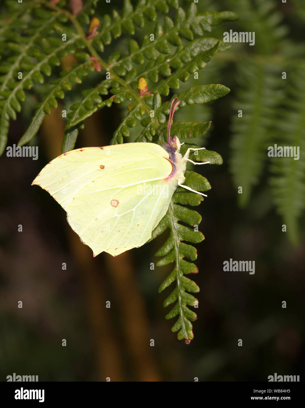 Side profile butterfly hi-res stock photography and images - Alamy