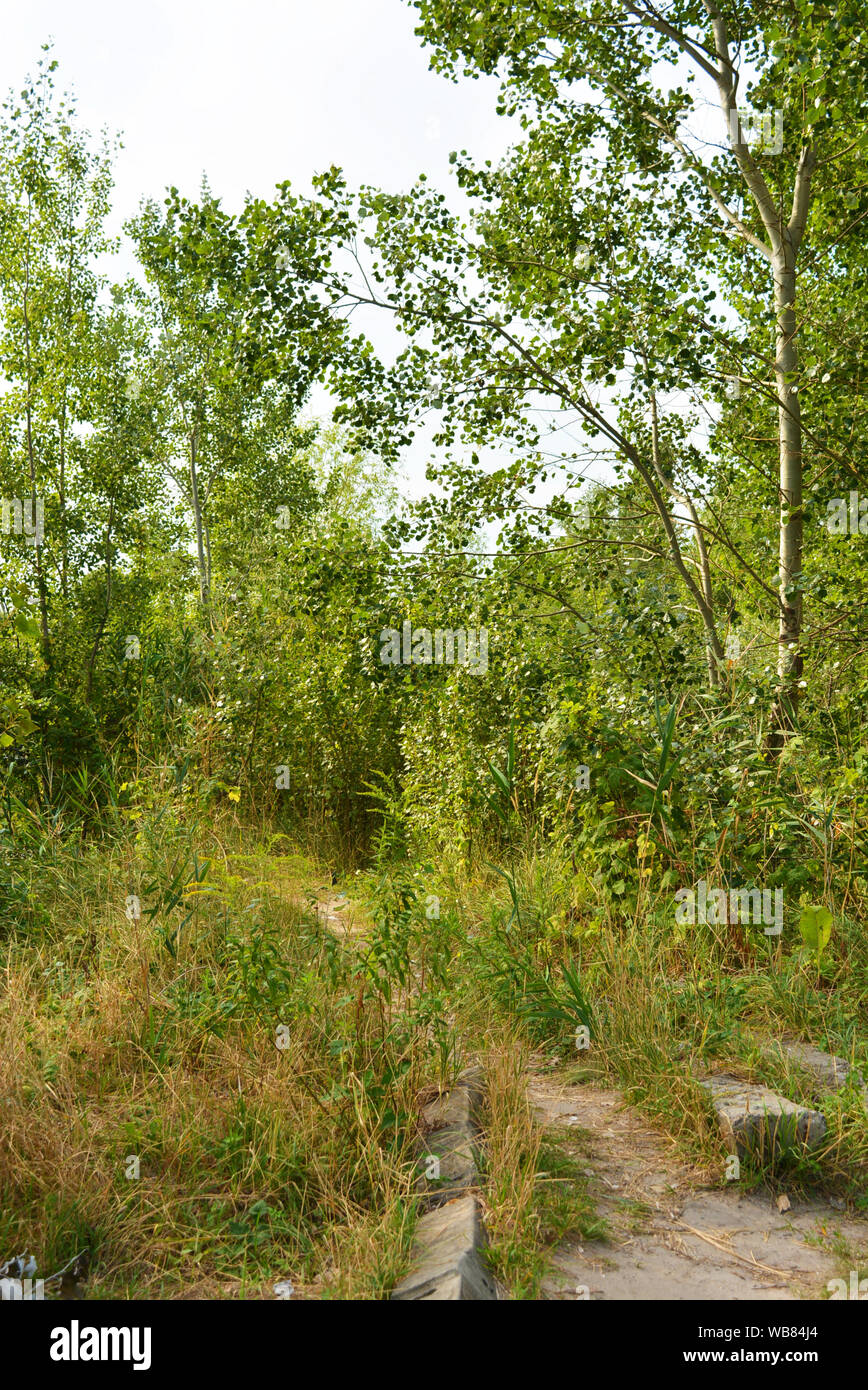 Beautiful natural background with an unusual landscape and forest ...