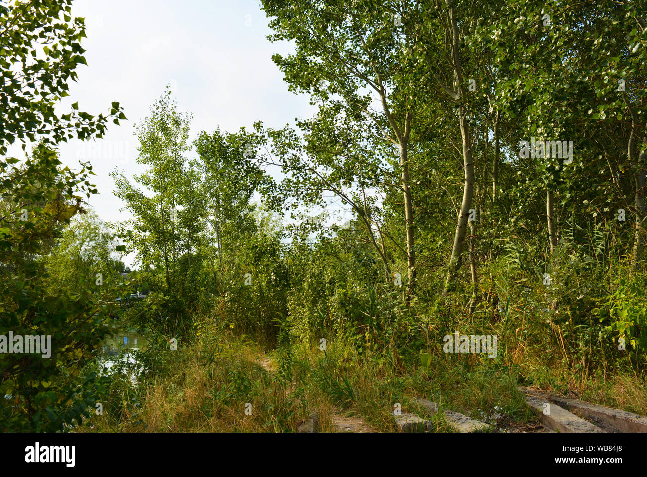 Beautiful natural background with an unusual landscape and forest ...