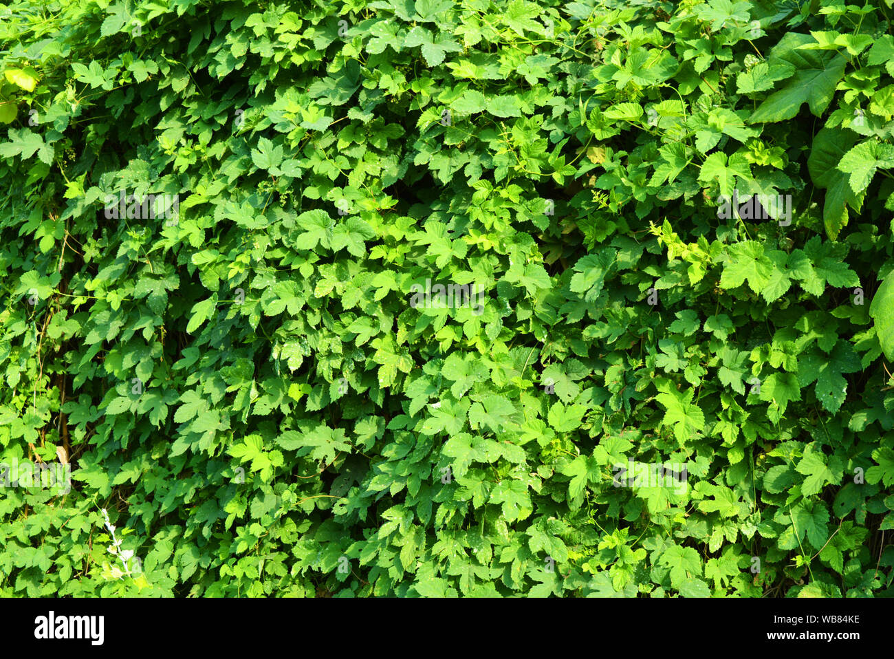Beautiful and vibrant green hop leaves with ripe flowers and a vine ...