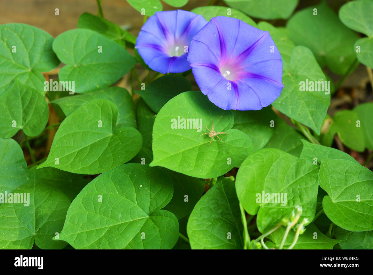 Purple bright flowers and morning glory leaves with a small spider on one of the leaf in nature ...
