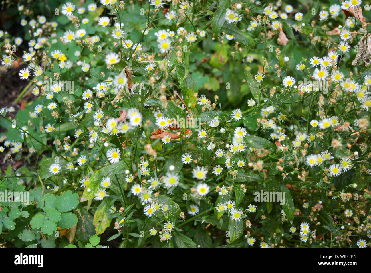 Bright very small daisies, small flowers throughout the bush is located ...