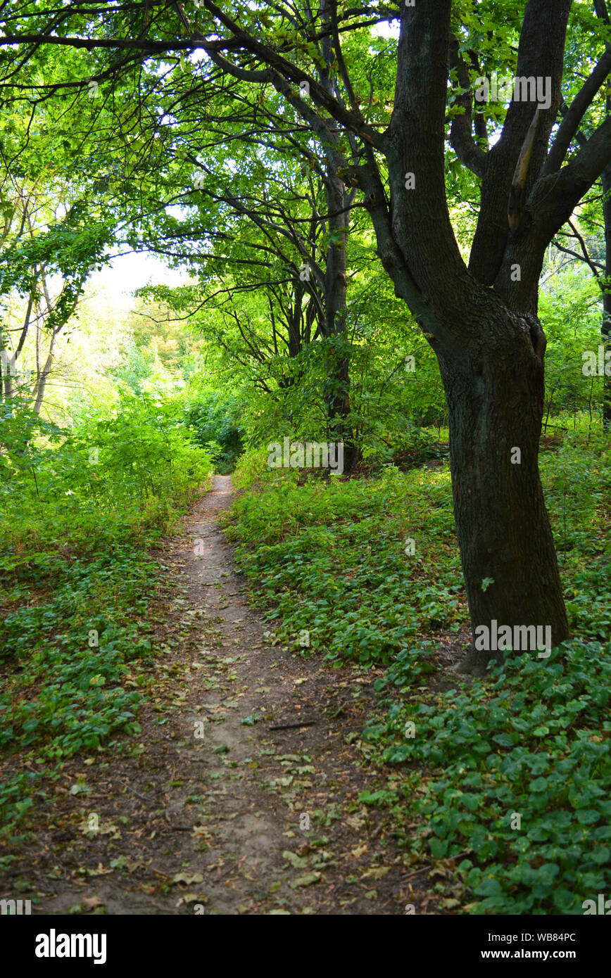 Natural background with an unusual landscape, forest beauty near the ...