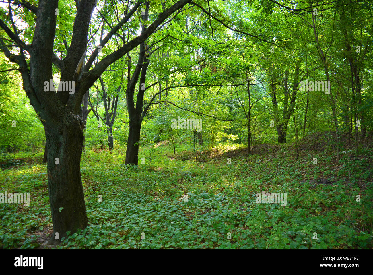 Natural background with an unusual landscape, forest beauty near the ...