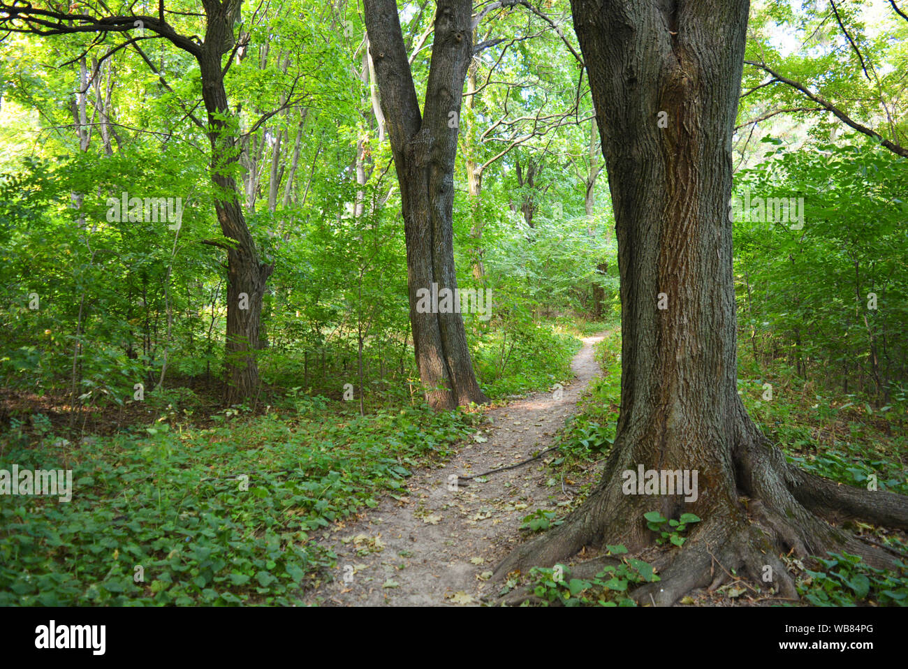 Natural background with an unusual landscape, forest beauty near the ...