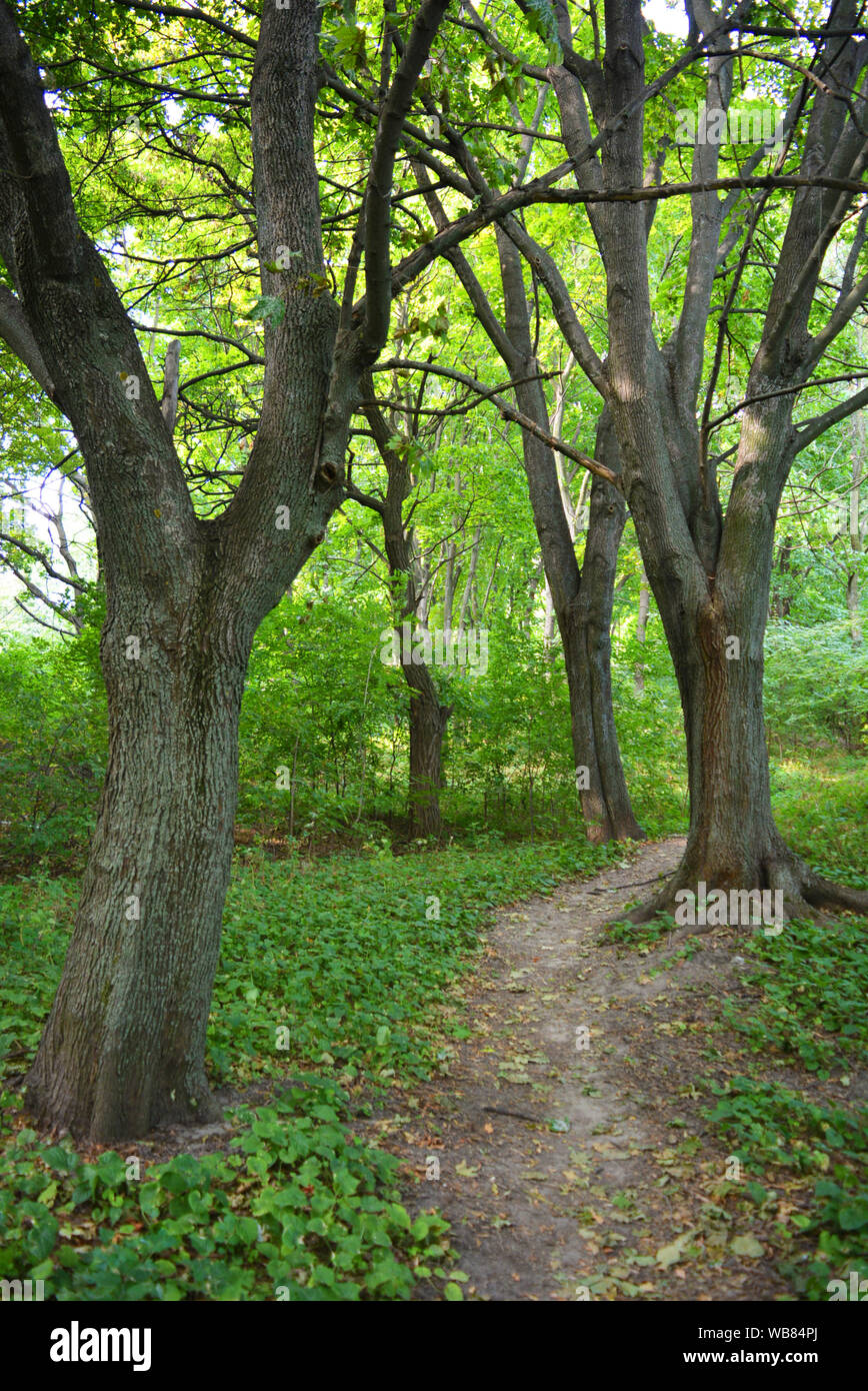 Natural background with an unusual landscape, forest beauty near the ...