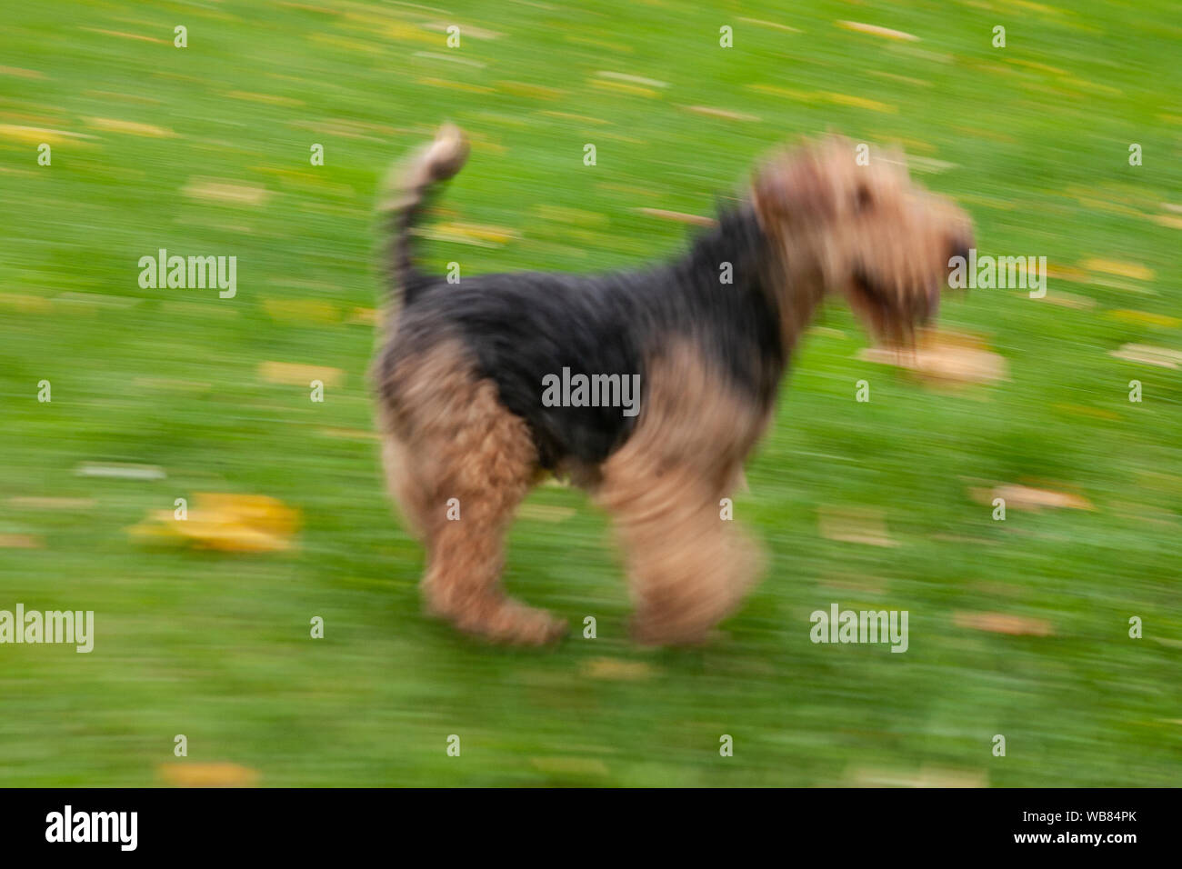 Fox terrier running in a grass field. Dog walking and playing in park ...