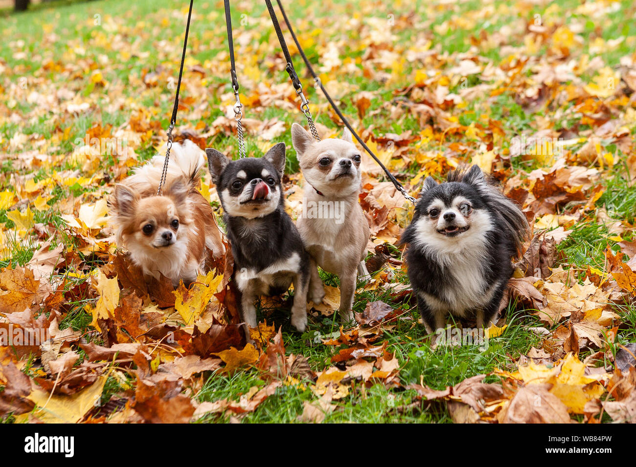Chihuahua Running High Resolution Stock Photography and Images - Alamy