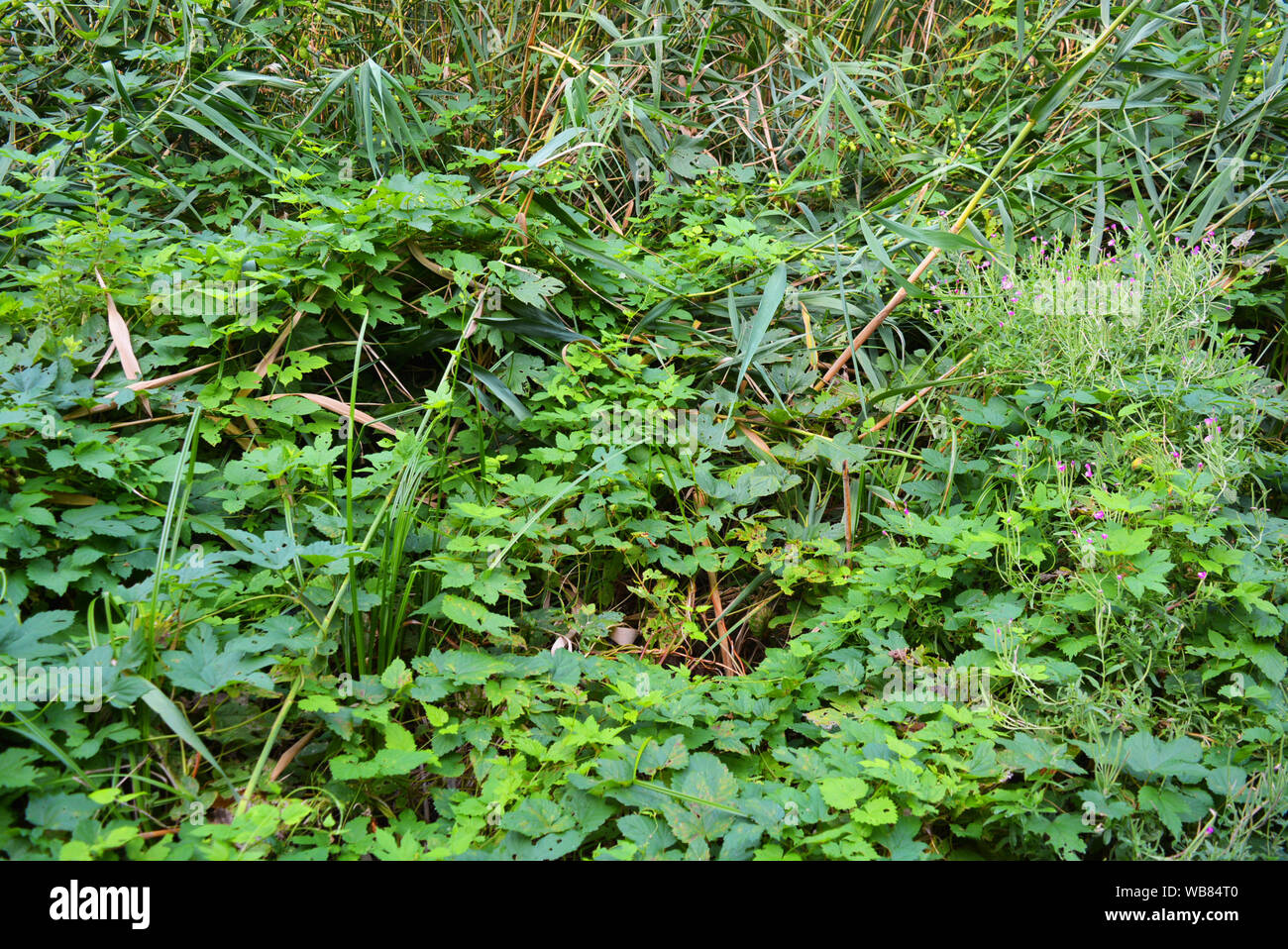 Green grass, plants, flowers growing in the Shevchenko housing estate ...