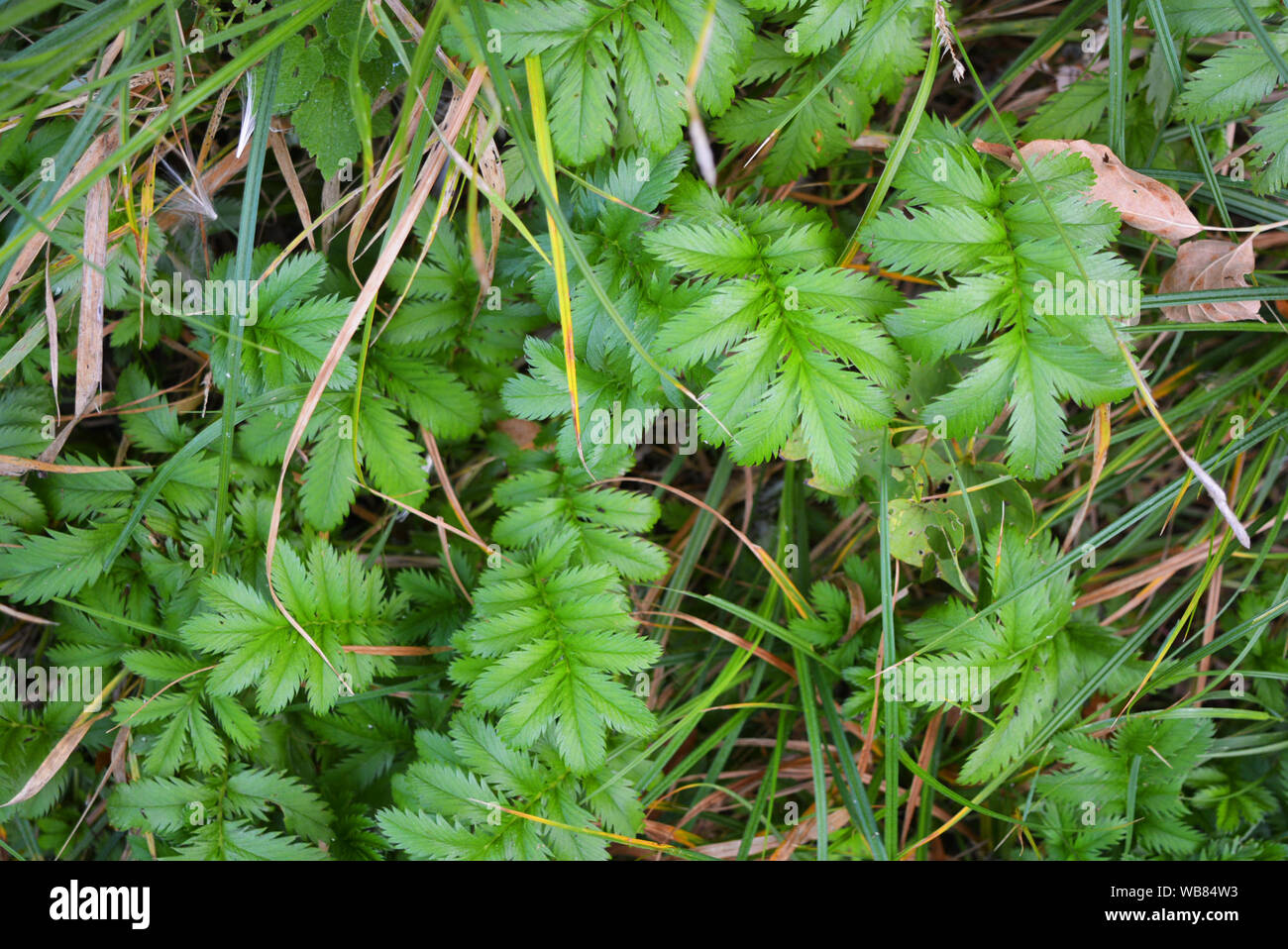 Very delicate and original green flower leaves with unusual leaves on a ...