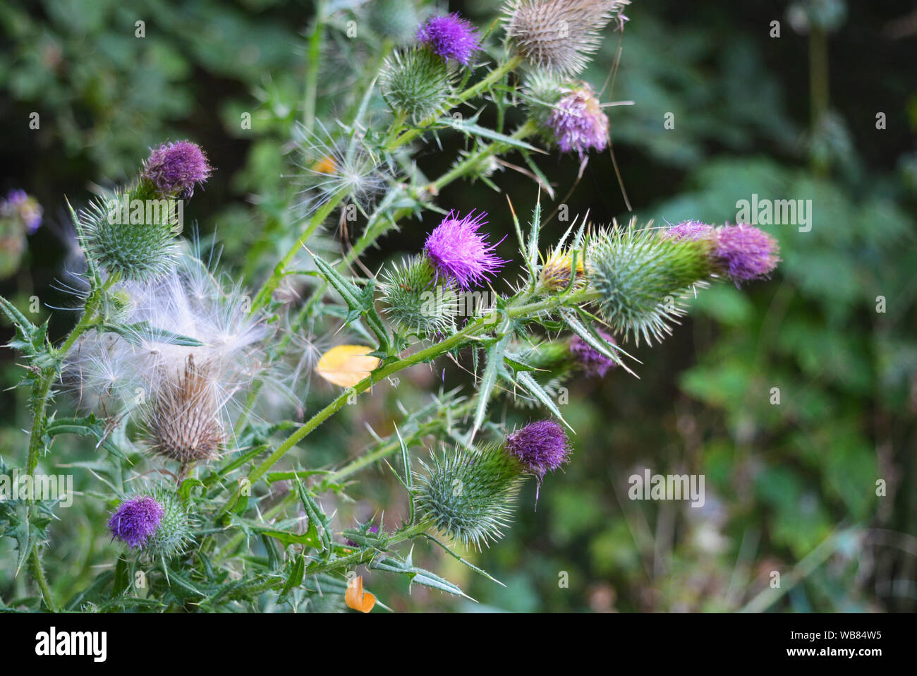 Flowers and inflorescences of common thistle with seeds and airy white ...