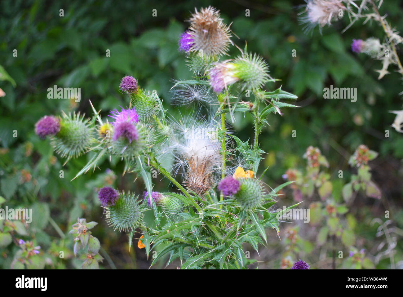 Flowers and inflorescences of common thistle with seeds and airy white ...