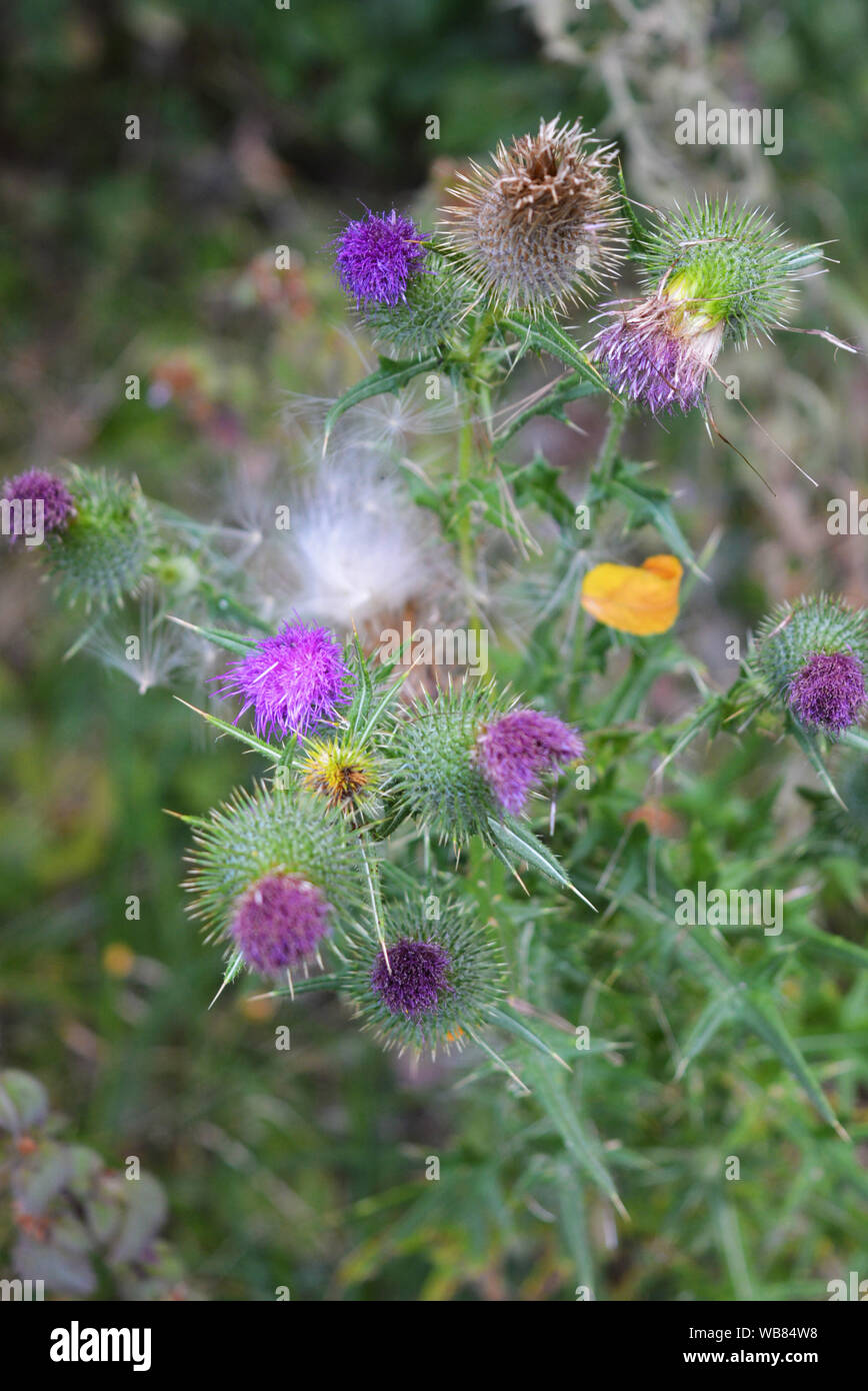 Flowers and inflorescences of common thistle with seeds and airy white ...