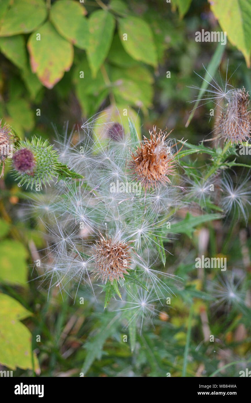 Flowers and inflorescences of common thistle with seeds and airy white ...