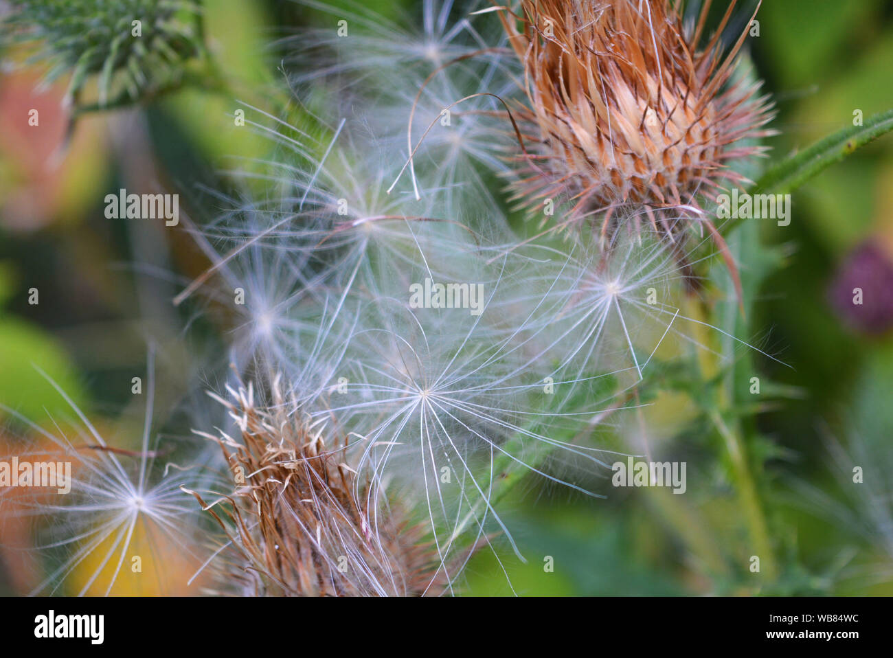 Flowers and inflorescences of common thistle with seeds and airy white ...