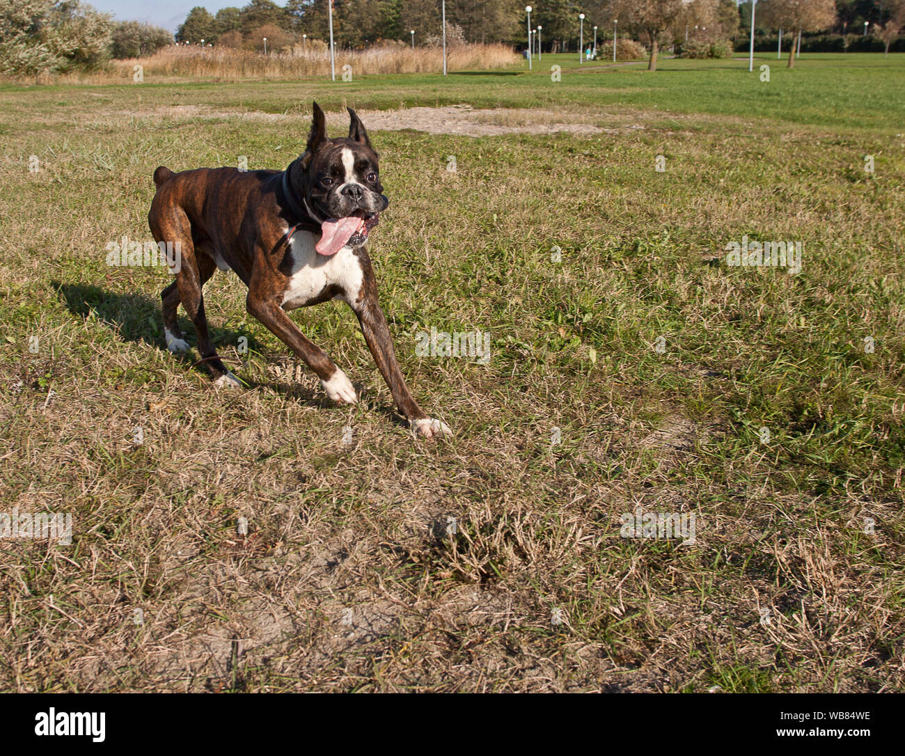 Boxer running in a grass field. Dog walking and playing in park. Happy ...