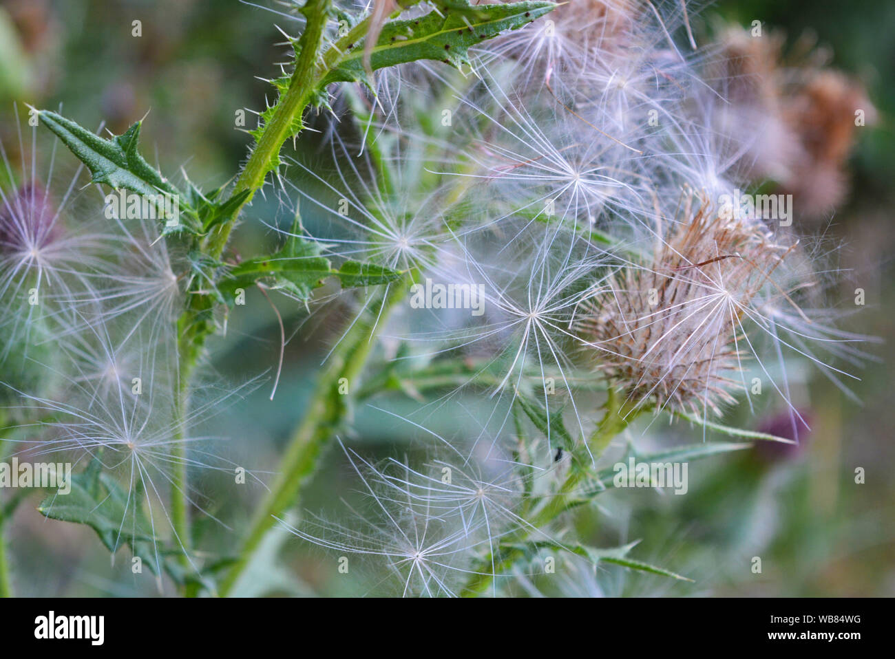 Flowers and inflorescences of common thistle with seeds and airy white ...