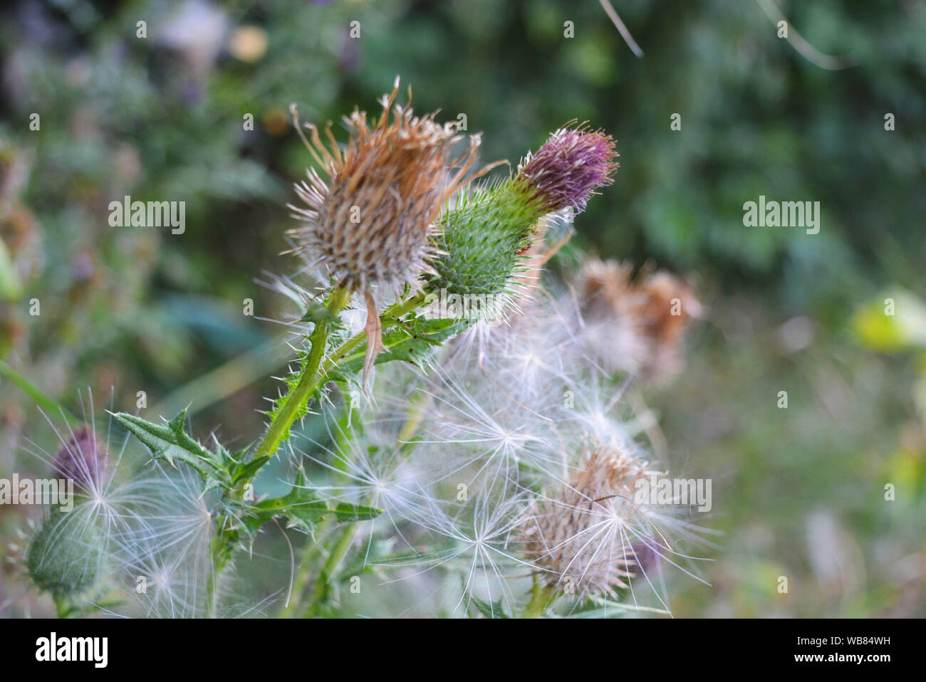 Flowers and inflorescences of common thistle with seeds and airy white ...