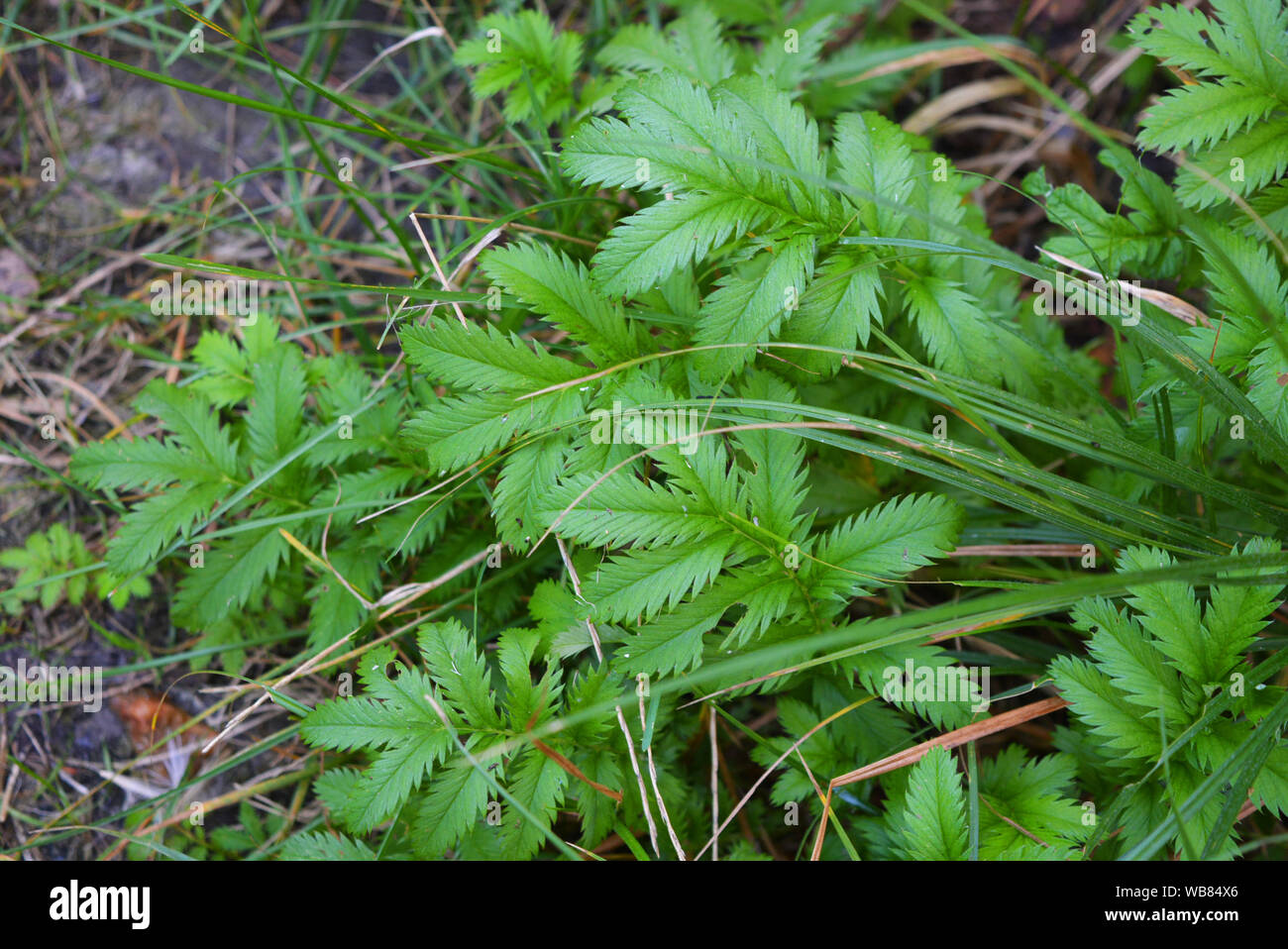 Very delicate and original green flower leaves with unusual leaves on a ...