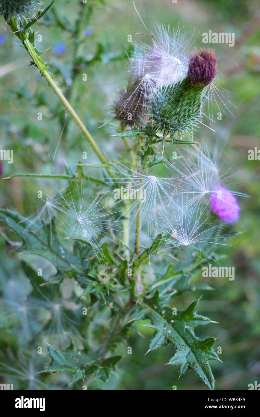 Flowers and inflorescences of common thistle with seeds and airy white ...