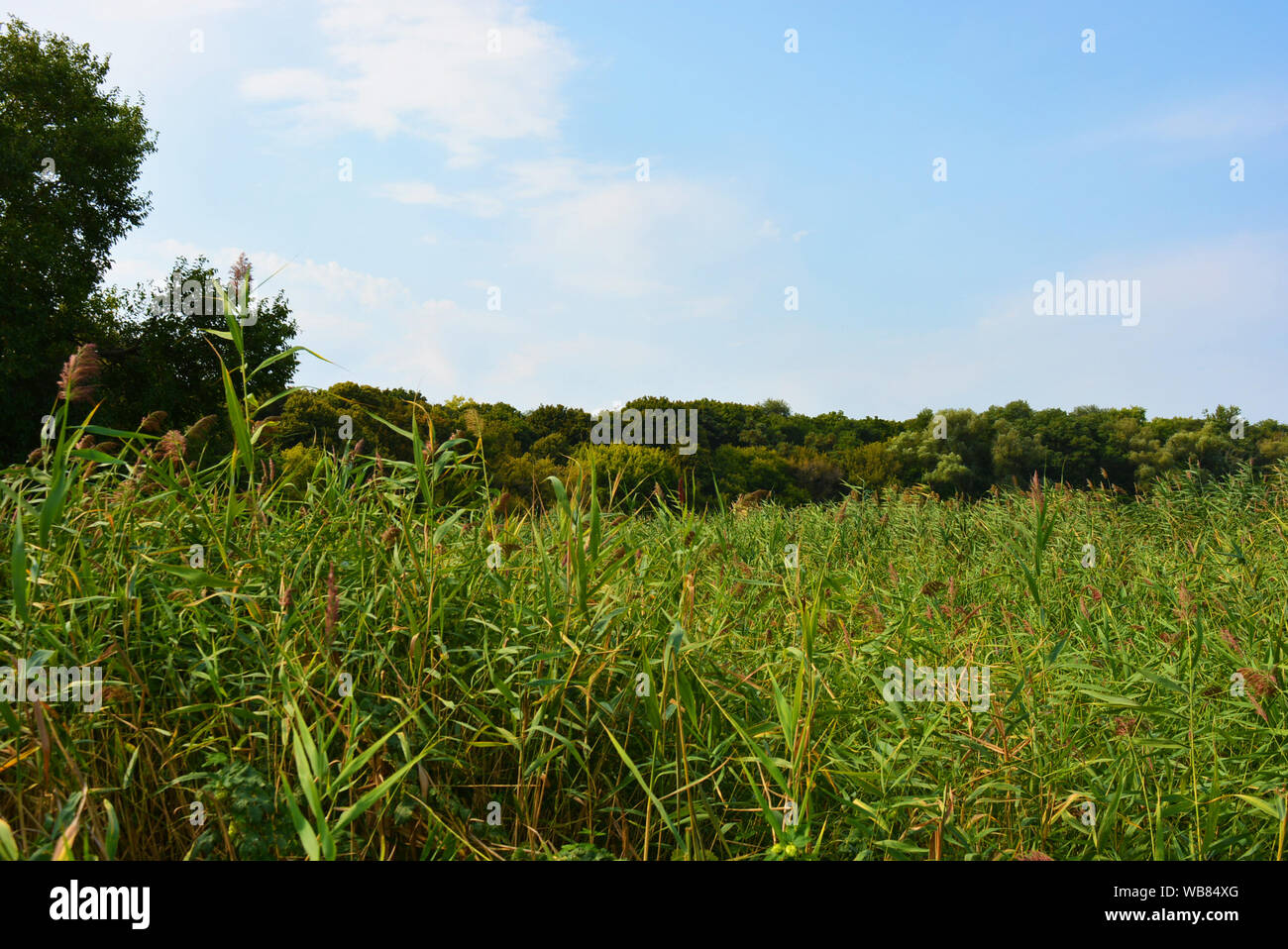 Beautiful natural background with an unusual landscape and forest ...