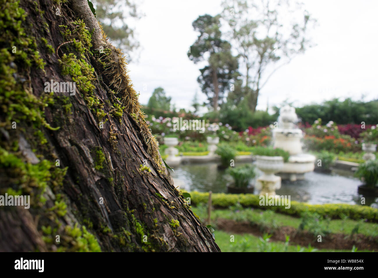 cinematic shot of the bark of a tree in a garden with a water fountain ...