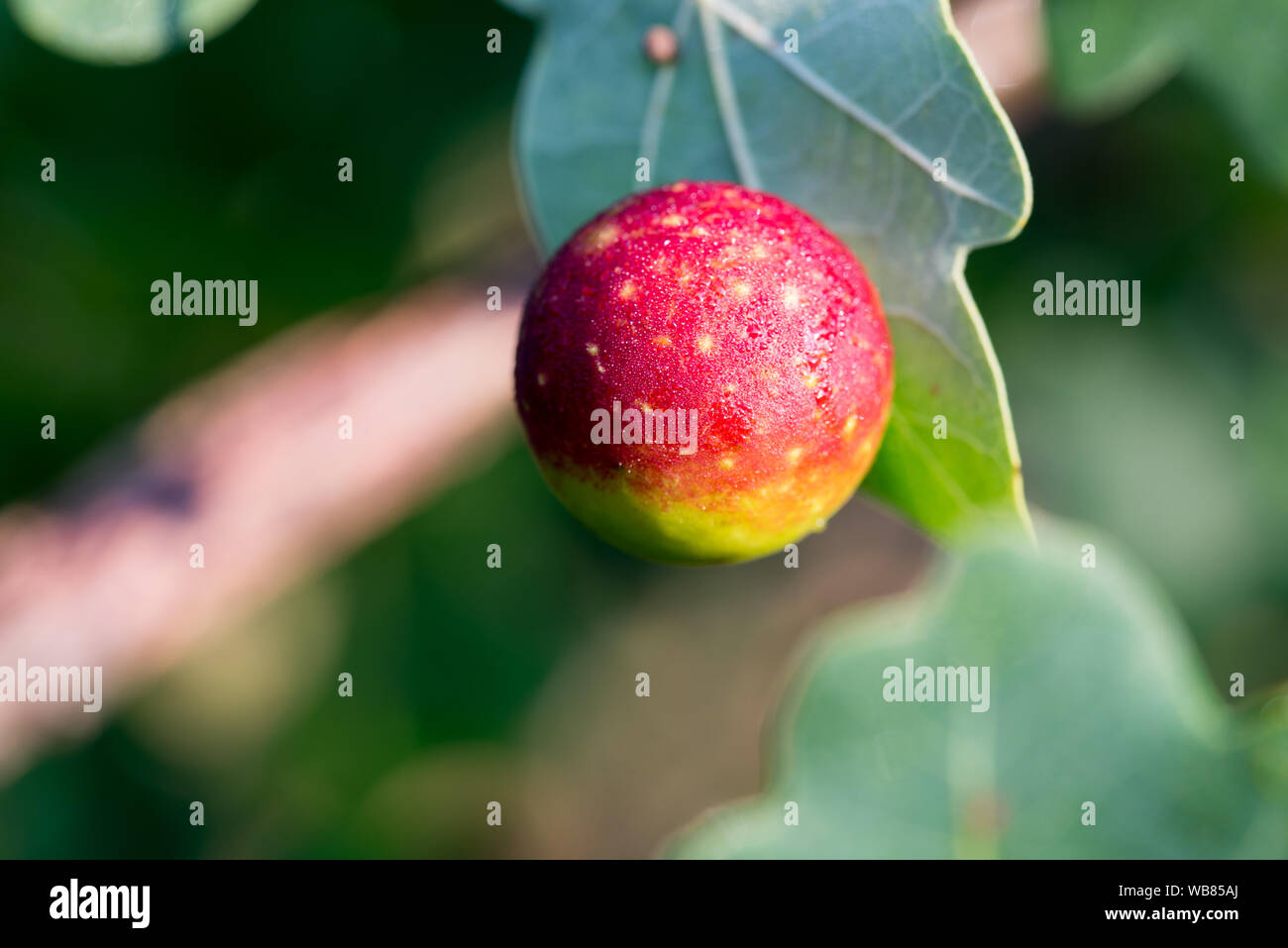 Oal leaf hi-res stock photography and images - Alamy