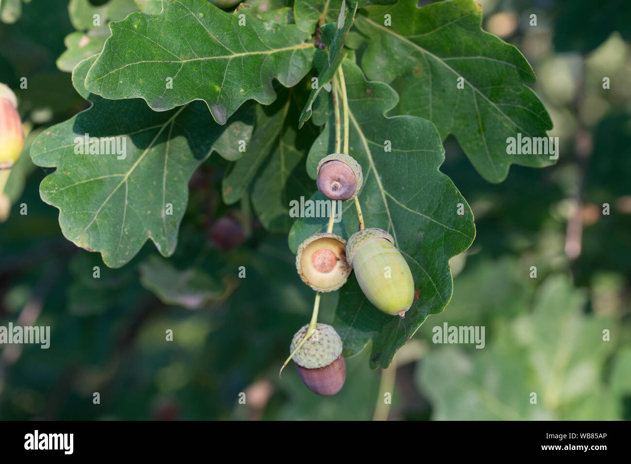 Acorns growing on oak tree hi-res stock photography and images - Alamy