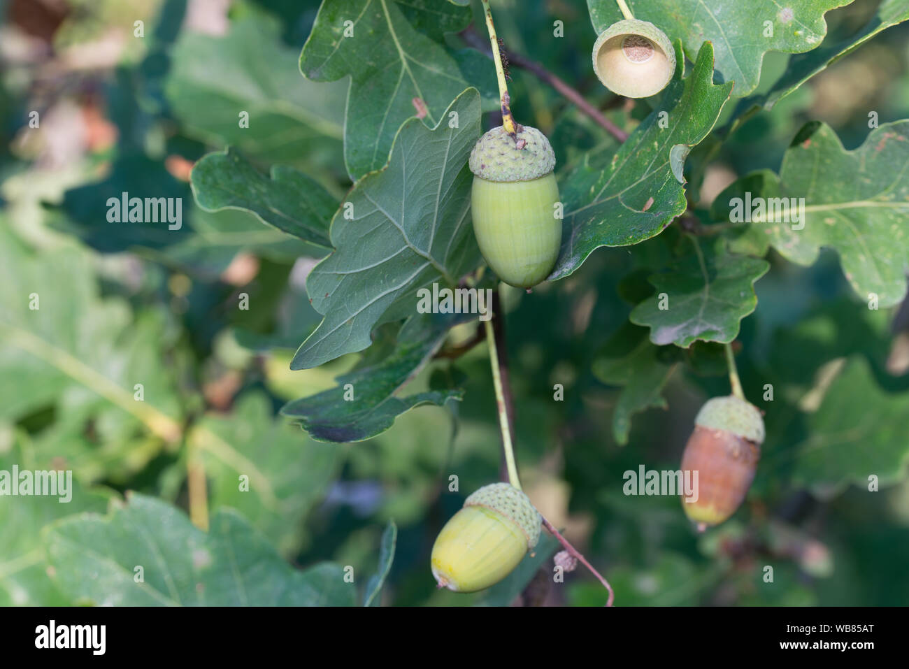 Acorns growing on oak tree hi-res stock photography and images - Alamy