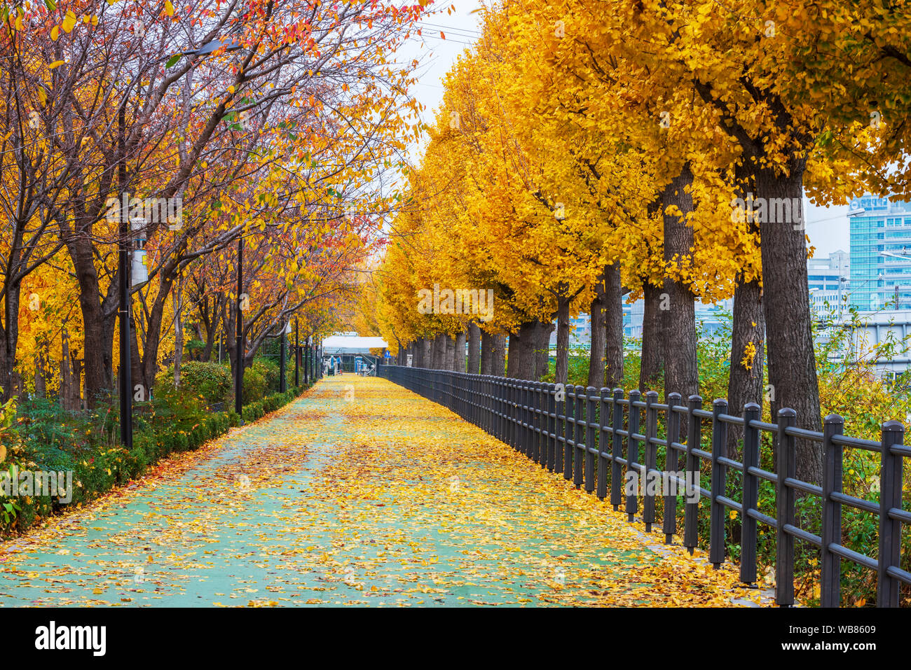 Korean maple tree hi-res stock photography and images - Alamy