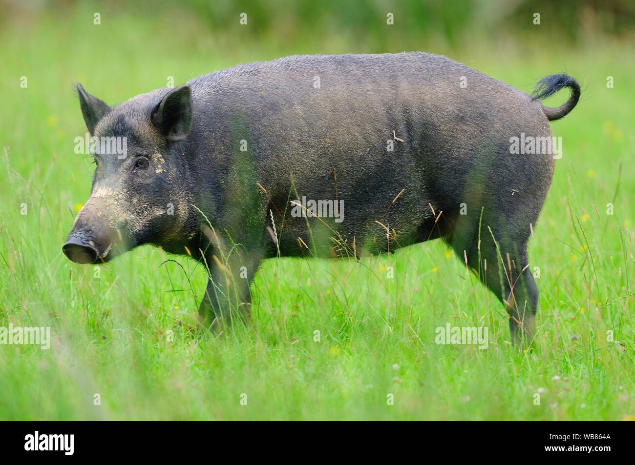 Female wild boar in field. Devon UK July 2014 Stock Photo - Alamy
